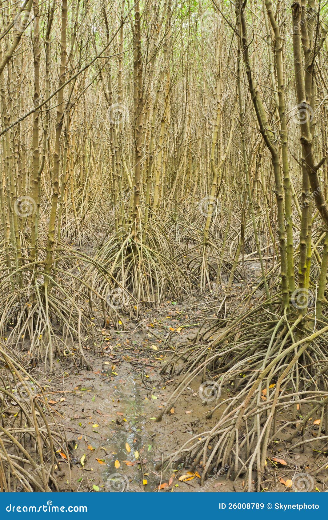 Mangrove tree stock image. Image of natural, branch, exposed - 26008789