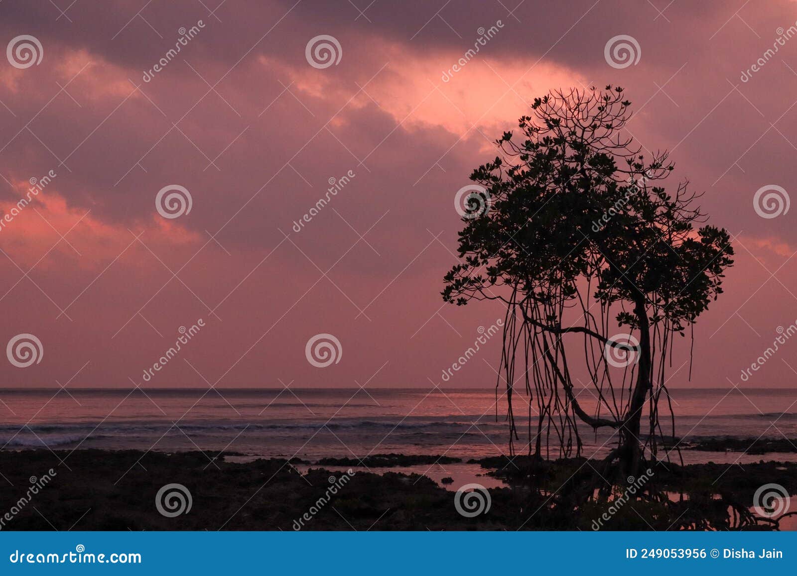 Mangrove Tree in Andaman Island Stock Photo - Image of sunlight ...
