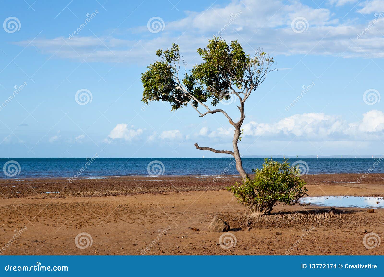 Mangrove Tree on Beach stock photo. Image of conservation - 13772174