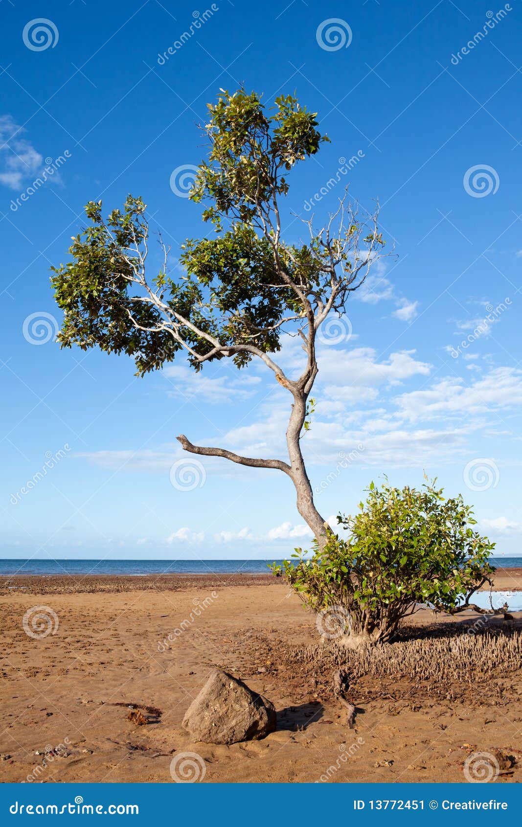 Mangrove Tree on Beach stock image. Image of conservation - 13772451