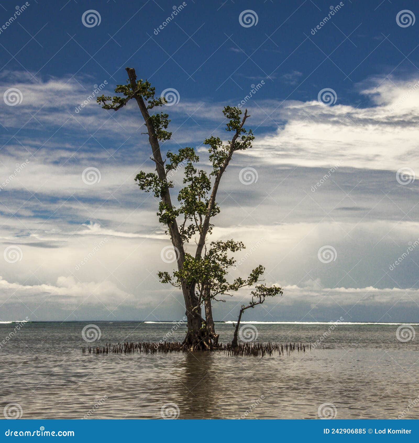 Mangrove Tree and Beach with Breaking Waves Stock Image - Image of ...