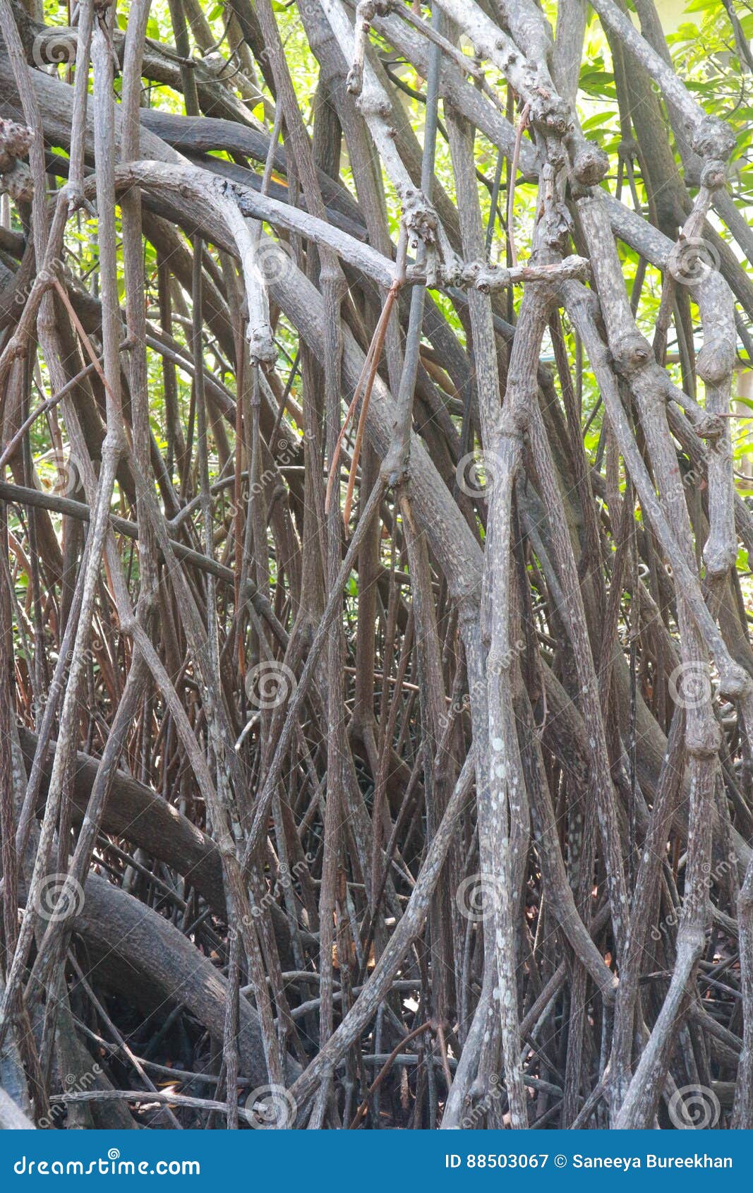 Mangrove tree stock image. Image of tree, island, water - 88503067