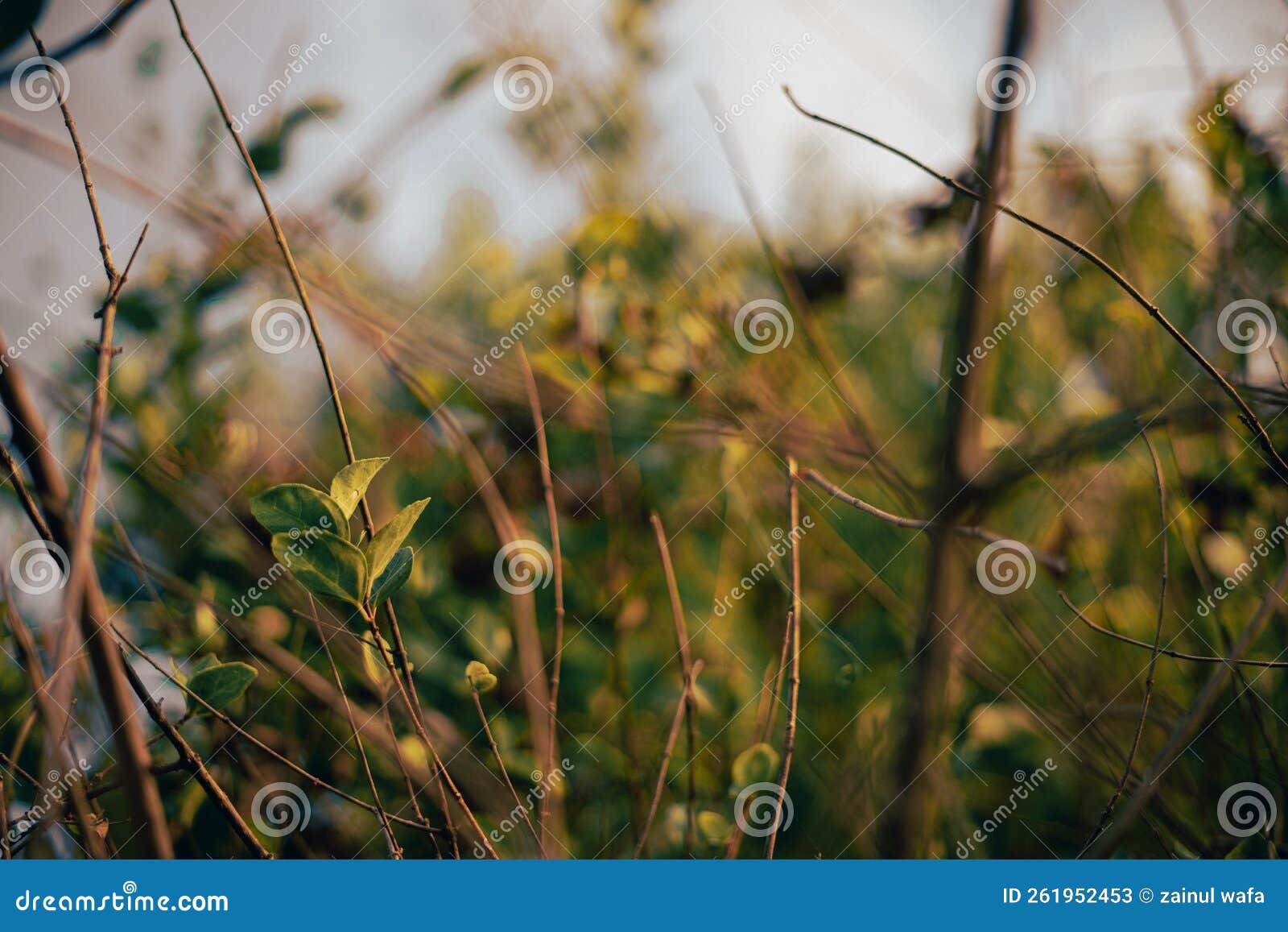 Mangrove tree branches stock image. Image of meadow - 261952453