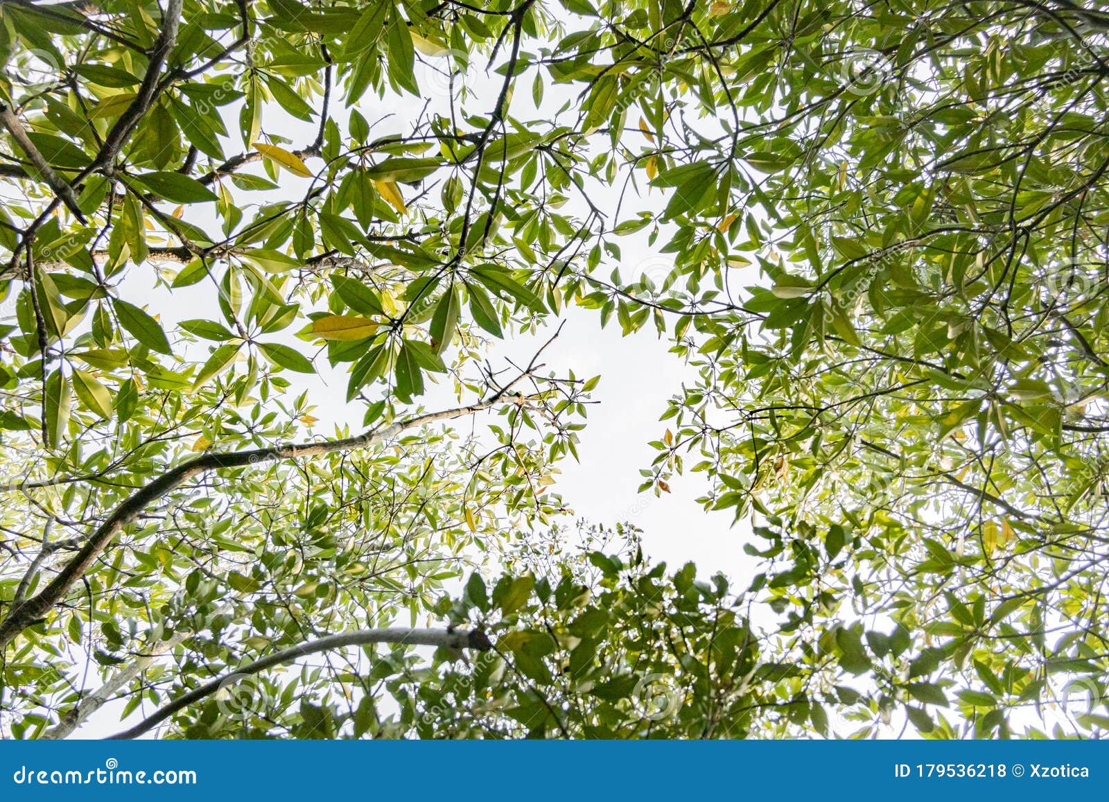 The mangrove tree canopy stock photo. Image of forest - 179536218