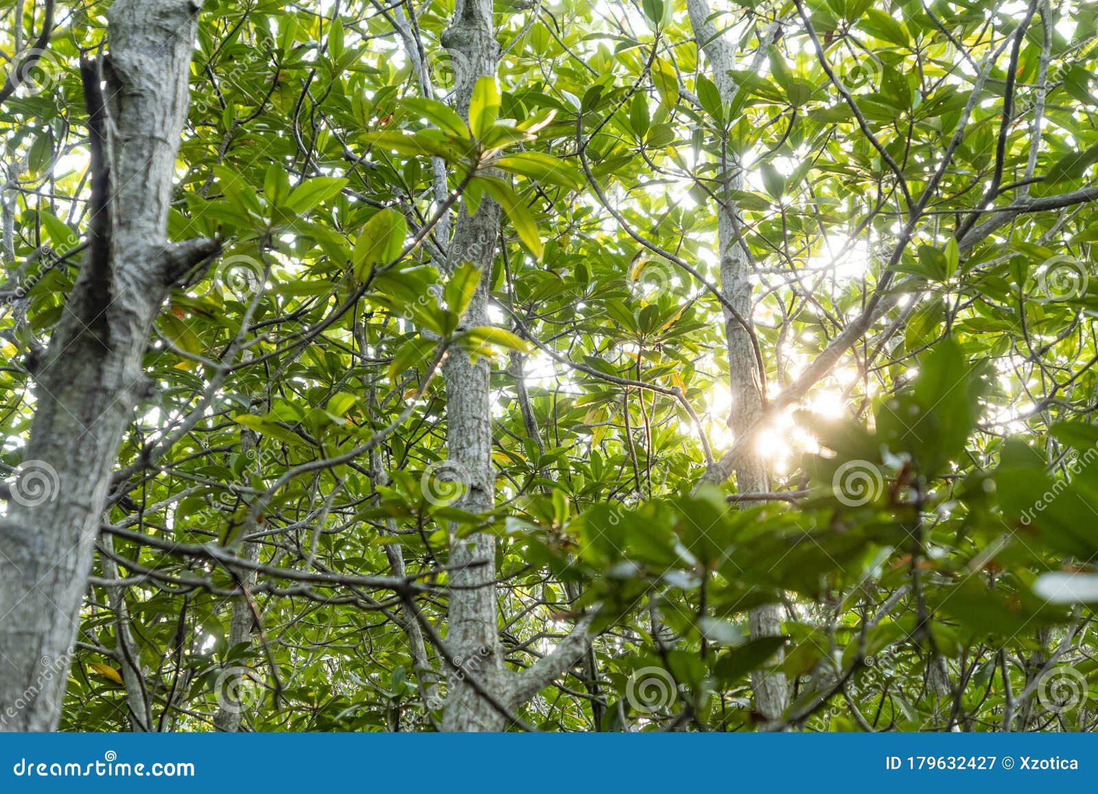 The mangrove tree canopy stock image. Image of ecosystem - 179632427