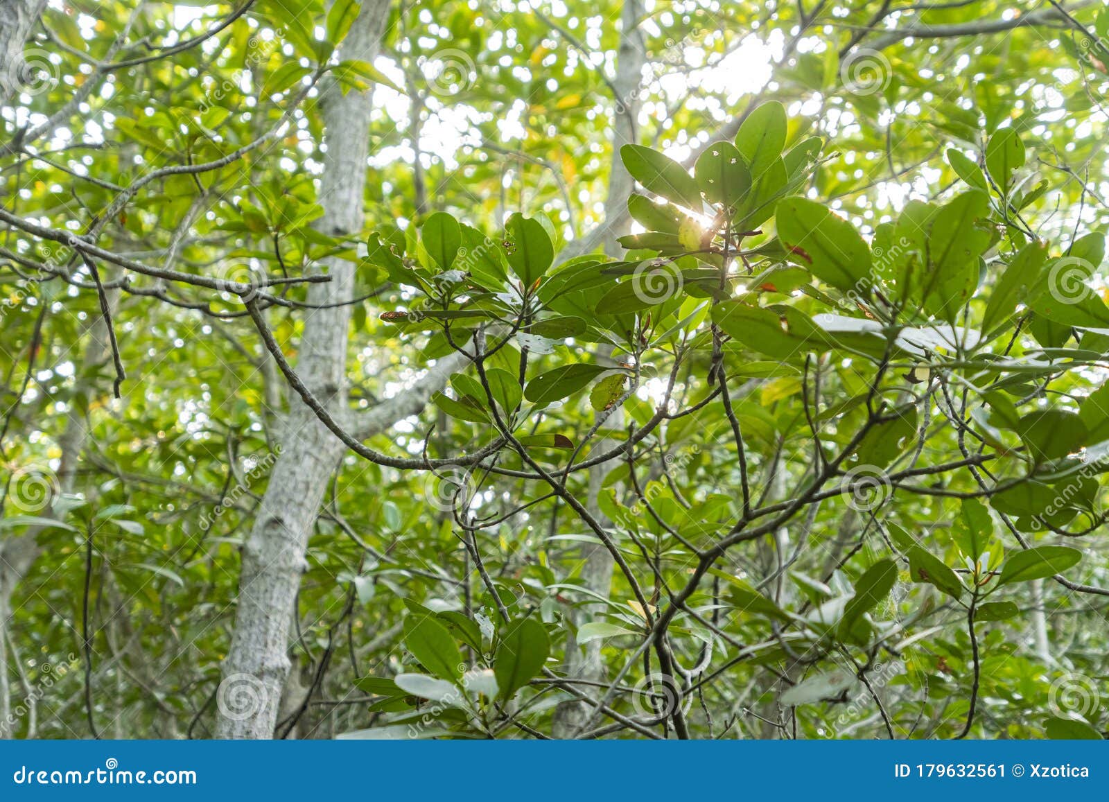 The mangrove tree canopy stock image. Image of forest - 179632561
