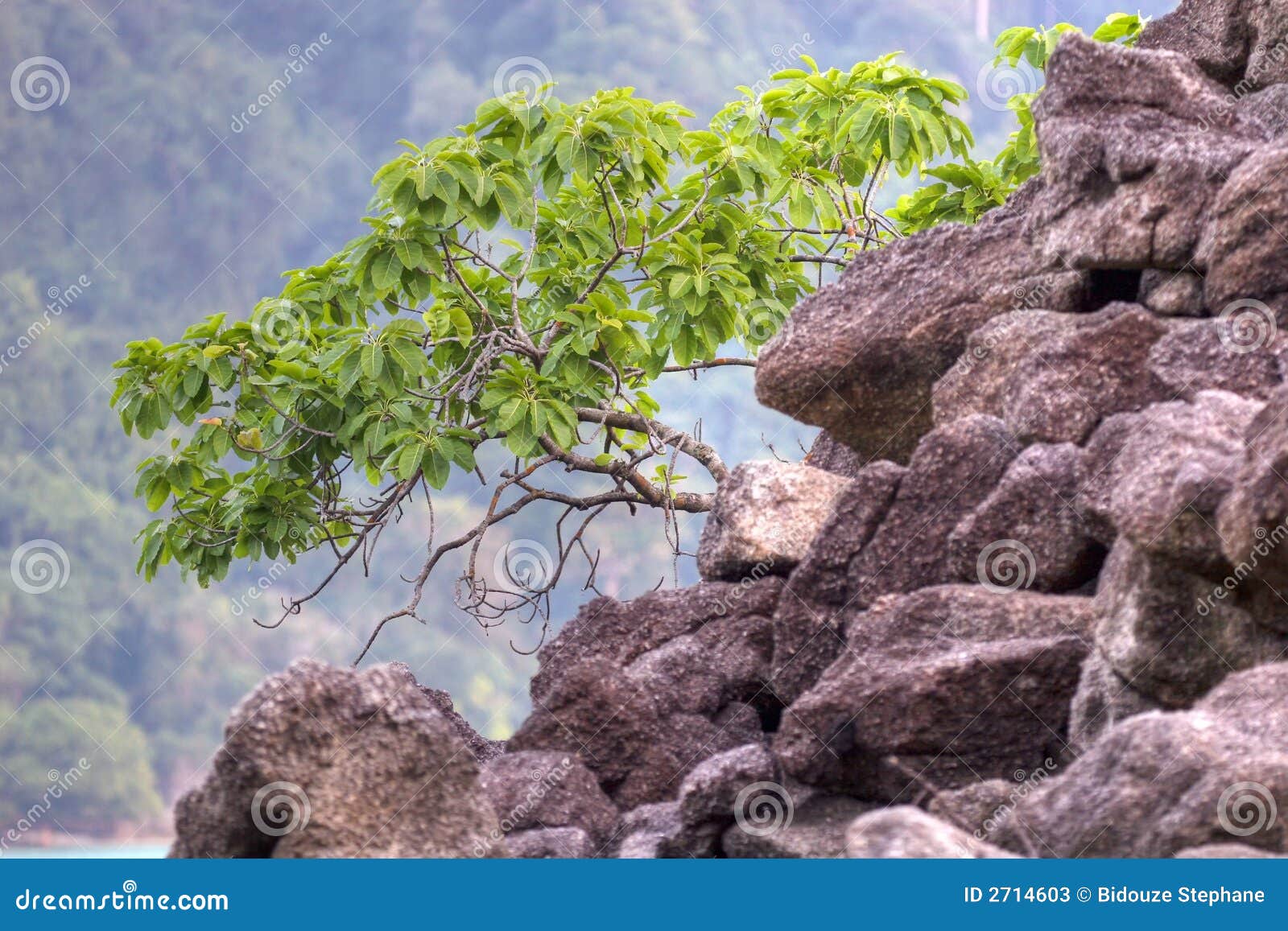 2,220 Crumbling Tree Stock Photos - Free & Royalty-Free Stock Photos ...