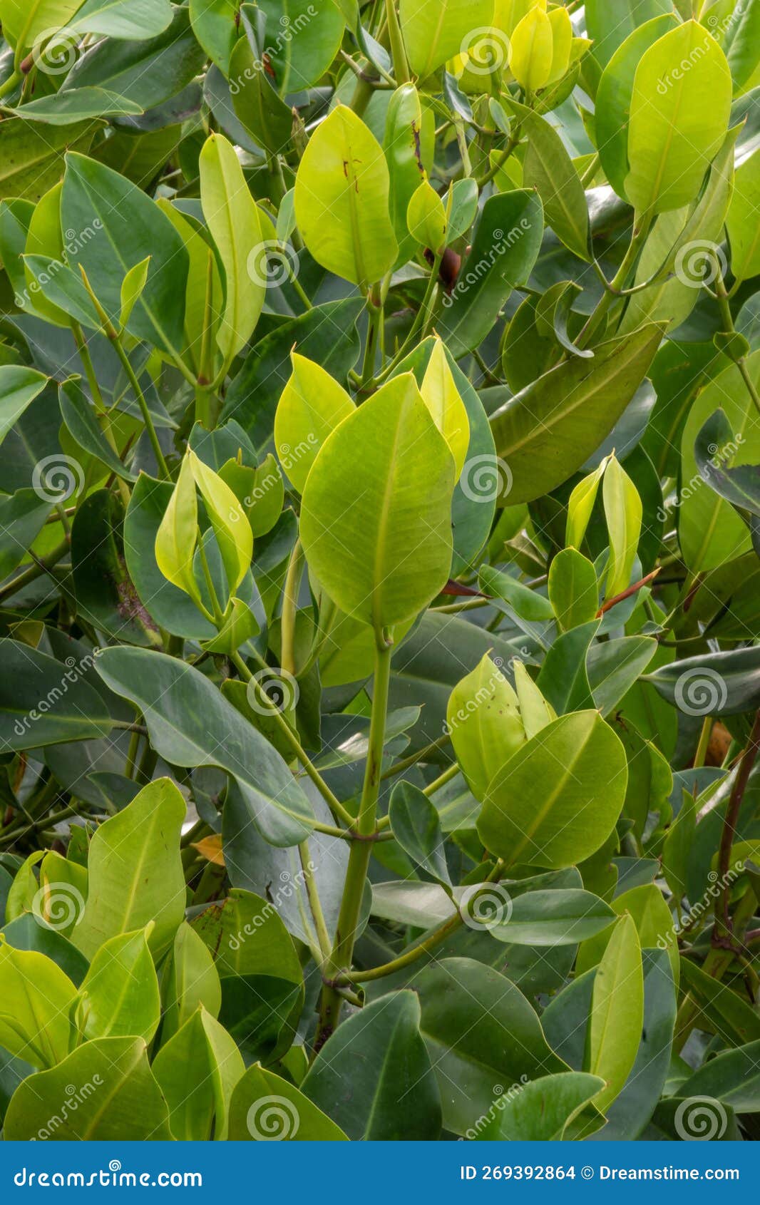 Mangrove Tree in East Java Indonesia Stock Photo - Image of walk, trail ...