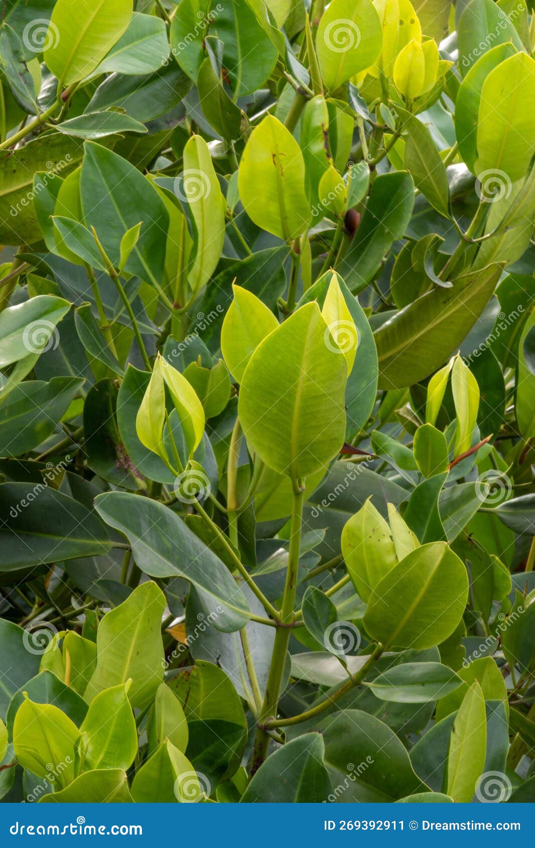 Mangrove Tree in East Java Indonesia Stock Image - Image of thailand ...