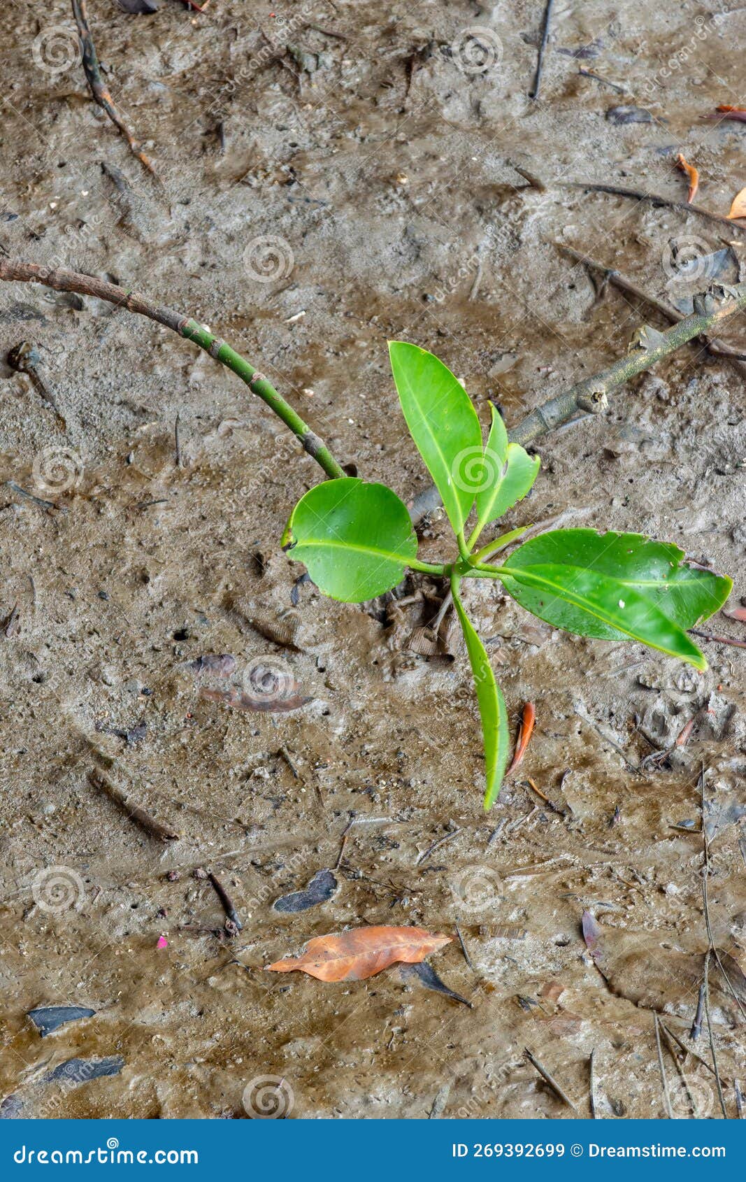 Mangrove Tree in East Java Indonesia Stock Image - Image of landscape ...