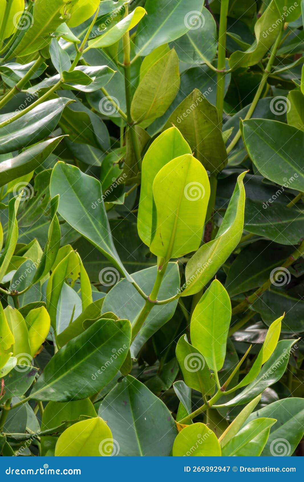 Mangrove Tree in East Java Indonesia Stock Image - Image of plant ...