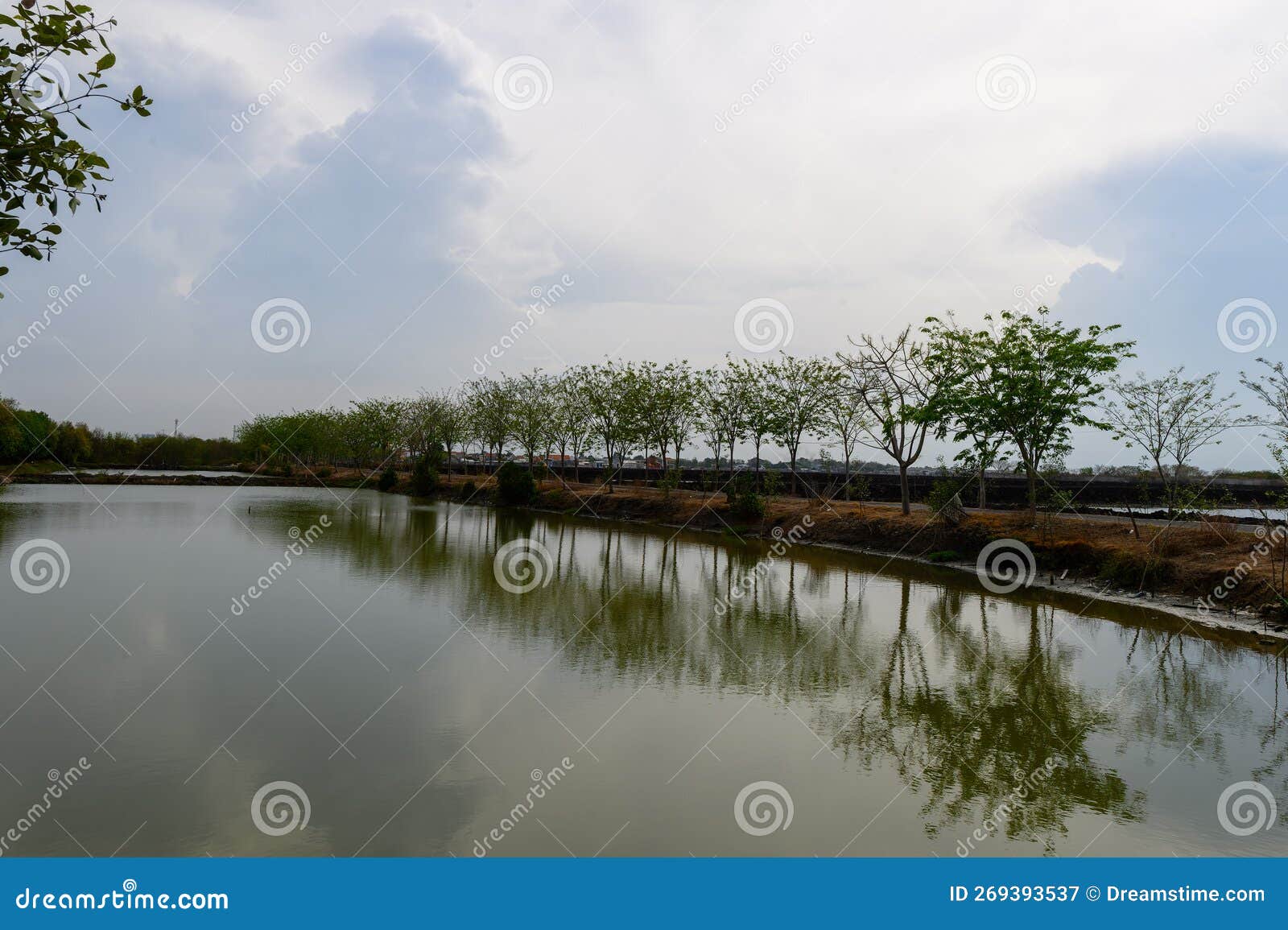 Mangrove Tree in East Java Indonesia Stock Image - Image of summer ...