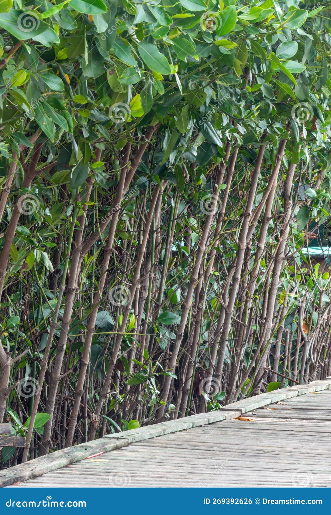Mangrove Tree in East Java Indonesia Stock Photo - Image of trail ...