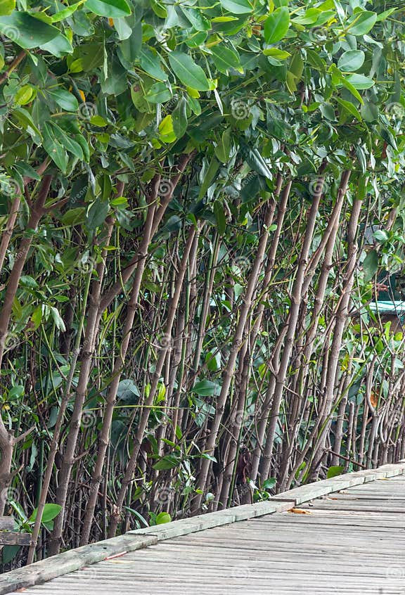 Mangrove Tree in East Java Indonesia Stock Photo - Image of trail ...