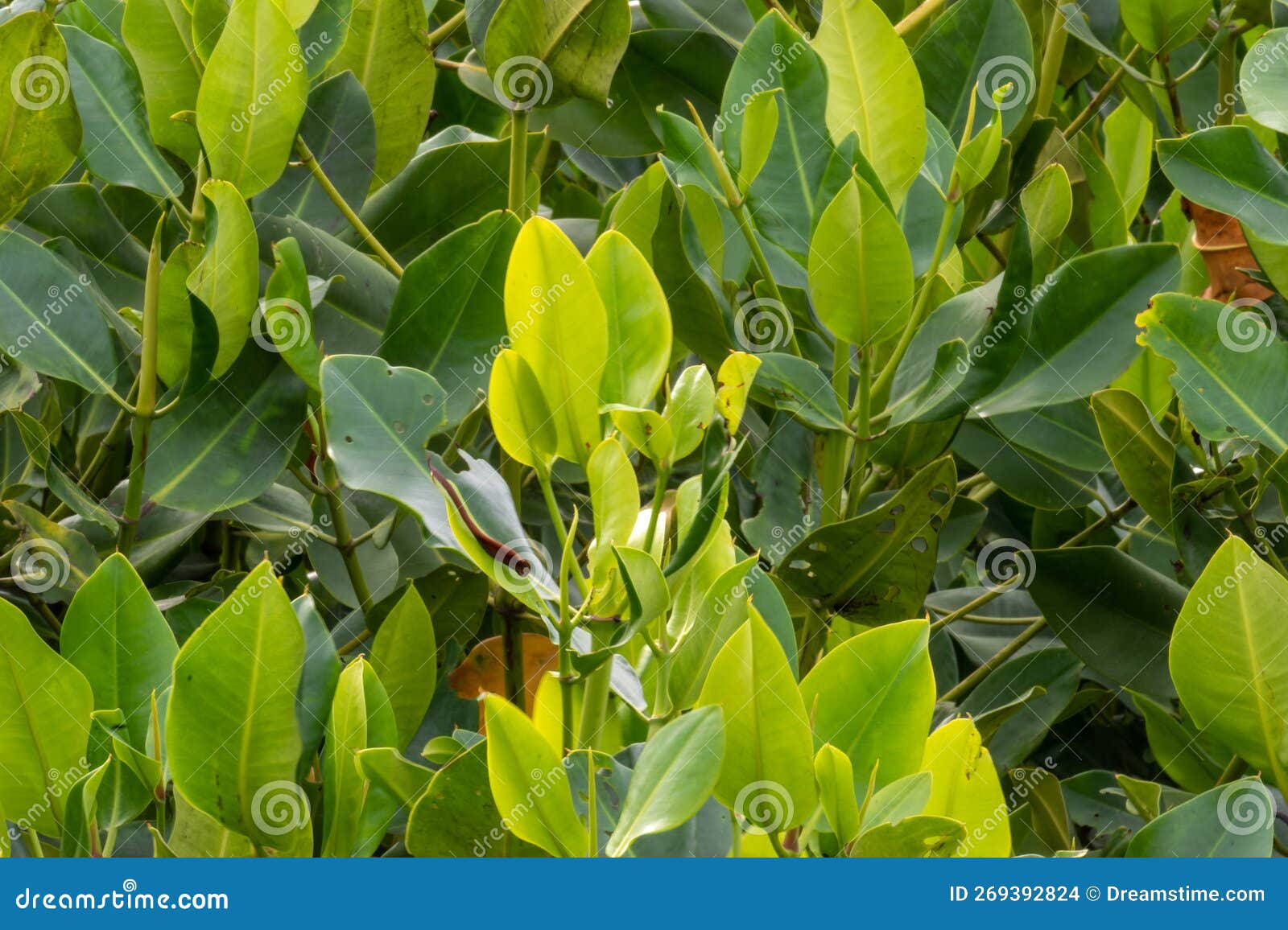 Mangrove Tree in East Java Indonesia Stock Photo - Image of tree, leaf ...