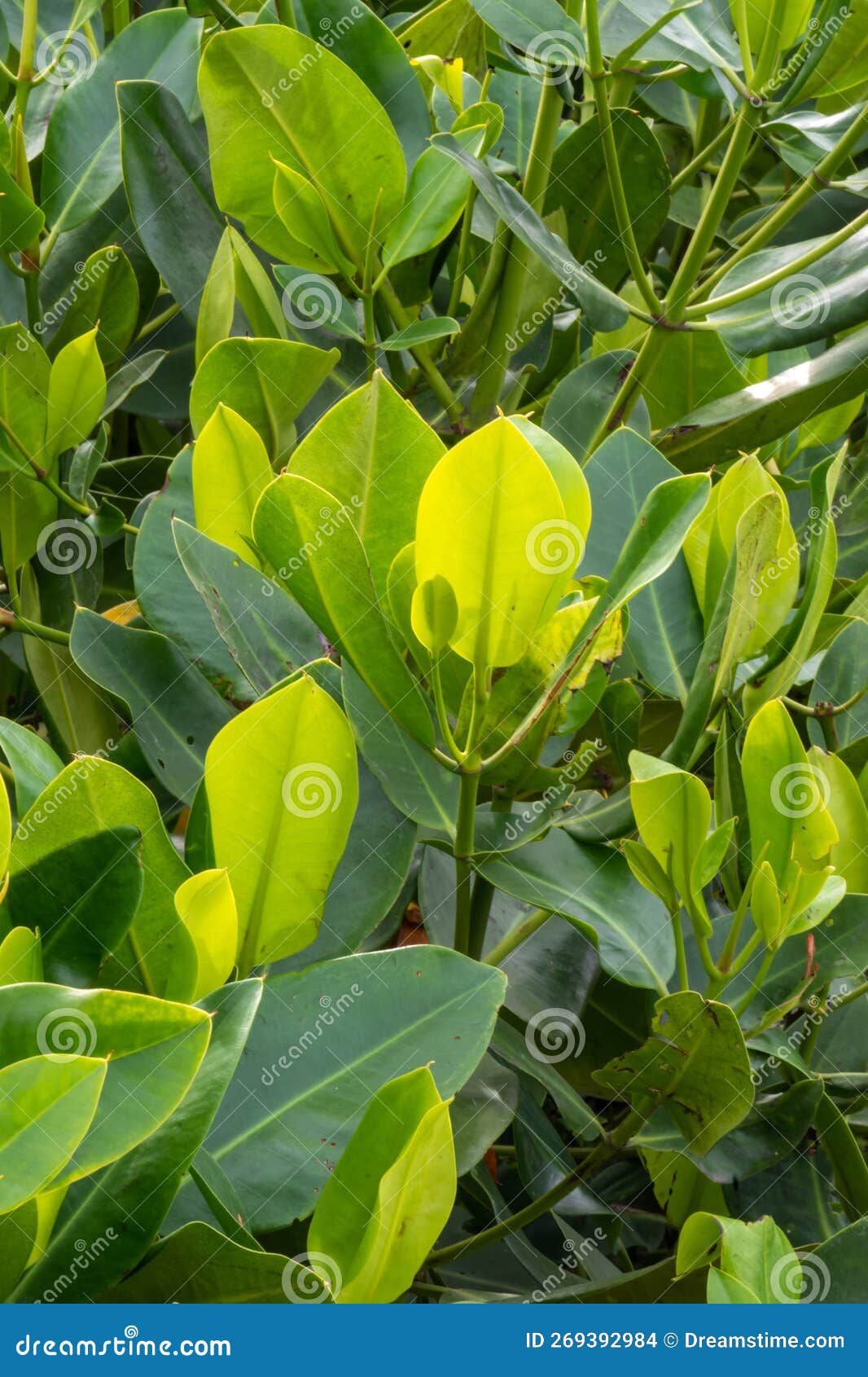 Mangrove Tree in East Java Indonesia Stock Photo - Image of beautiful ...