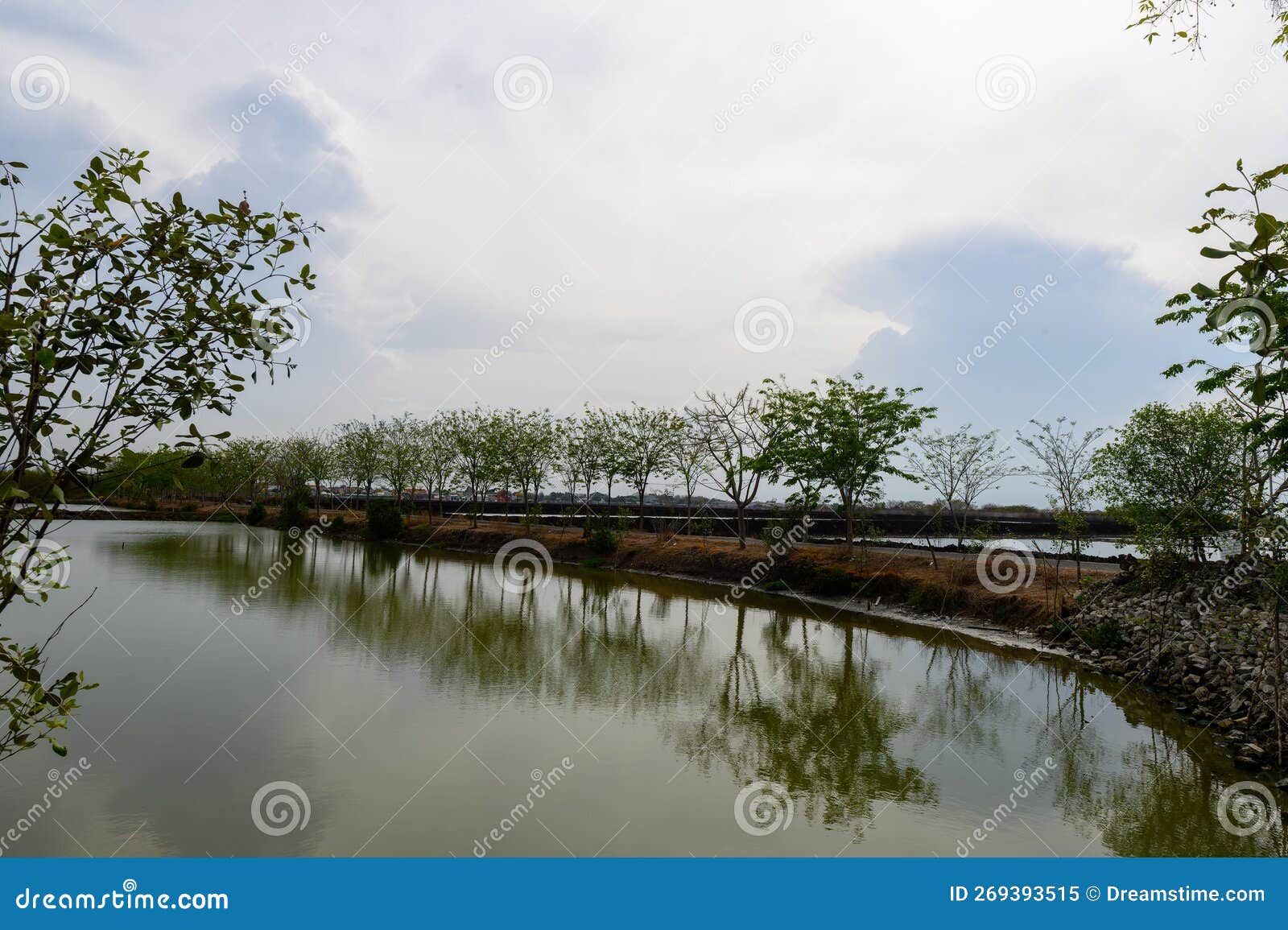 Mangrove Tree in East Java Indonesia Stock Image - Image of garden ...