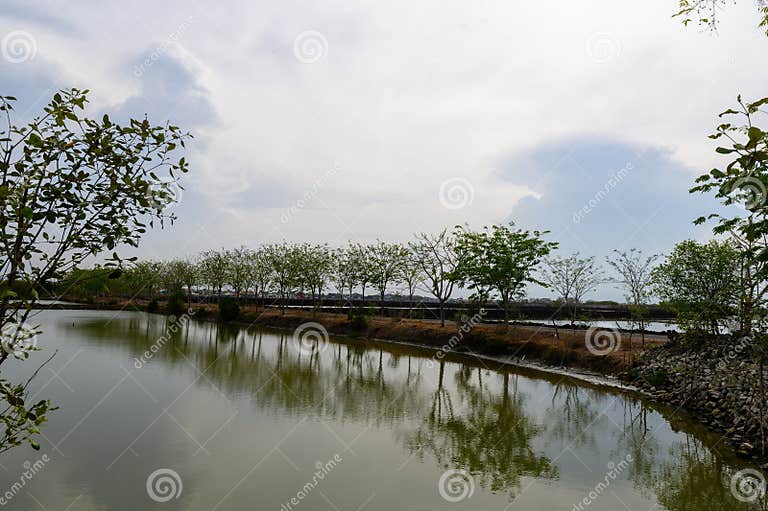 Mangrove Tree in East Java Indonesia Stock Image - Image of garden ...