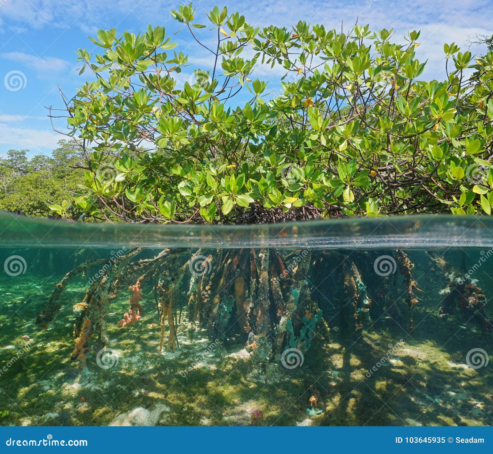 Mangrove Tree Foliage with Roots Underwater Sea Stock Image - Image of ... Mangrove Tree Foliage with Roots Underwater Sea Stock Image - Image of ...