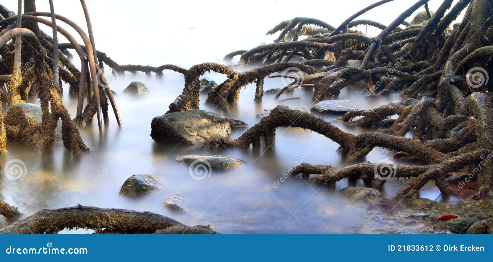 Mangrove Tree Forest Swamp Roots Stock Photography - Image: 21833612