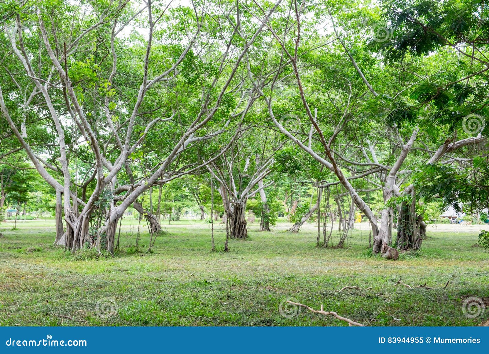 Mangrove Tree in Forest Verdant Stock Image - Image of environment ...