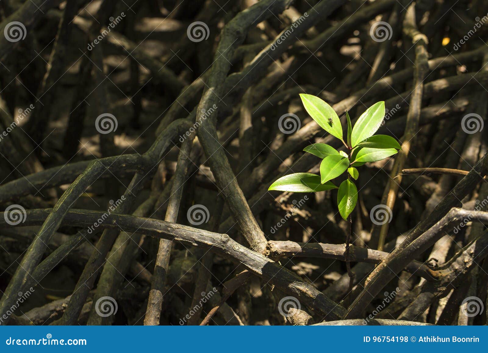Thick Roots Of A Tree Stock Photo | CartoonDealer.com #162320766