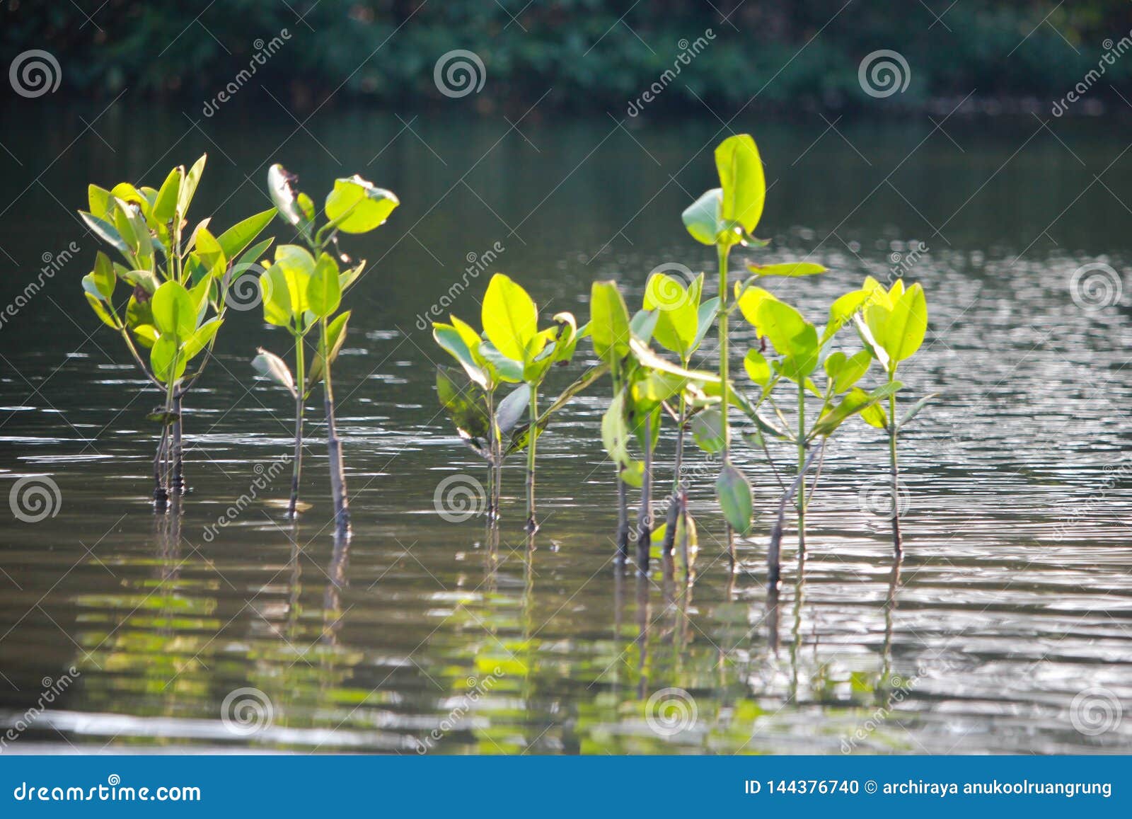 Mangrove Tree Growing Up in Water Stock Photo - Image of freshwater ...