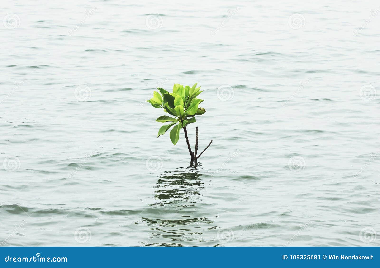 Mangrove Tree Growing on Water Stock Image - Image of ecology, leaf ...