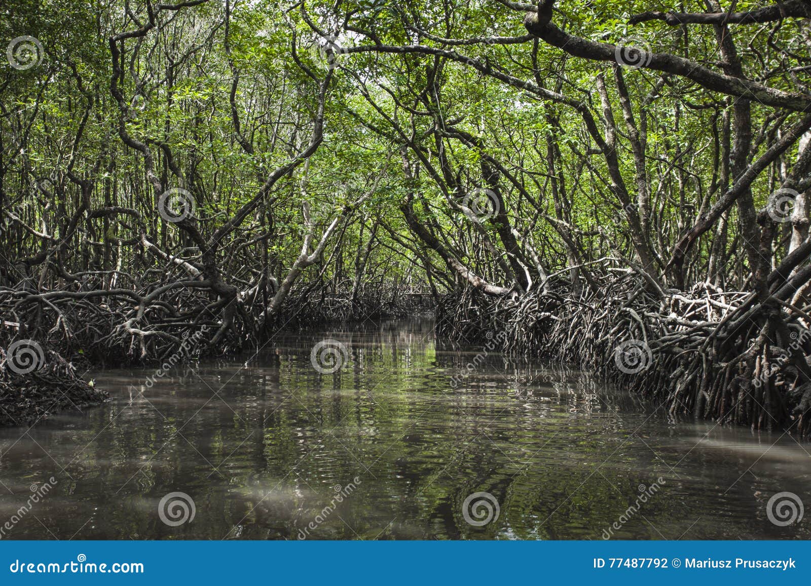 Mangrove Tree at Havelock Island, Andaman and Nicobar, India Stock ...