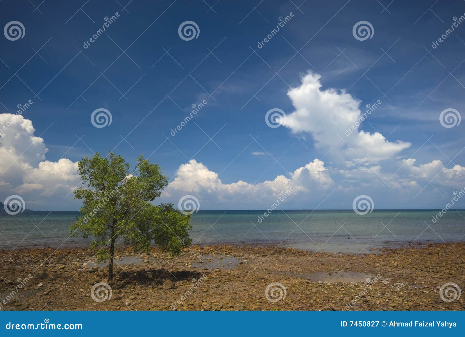 Mangrove tree at low tide stock image. Image of seascape - 7450827