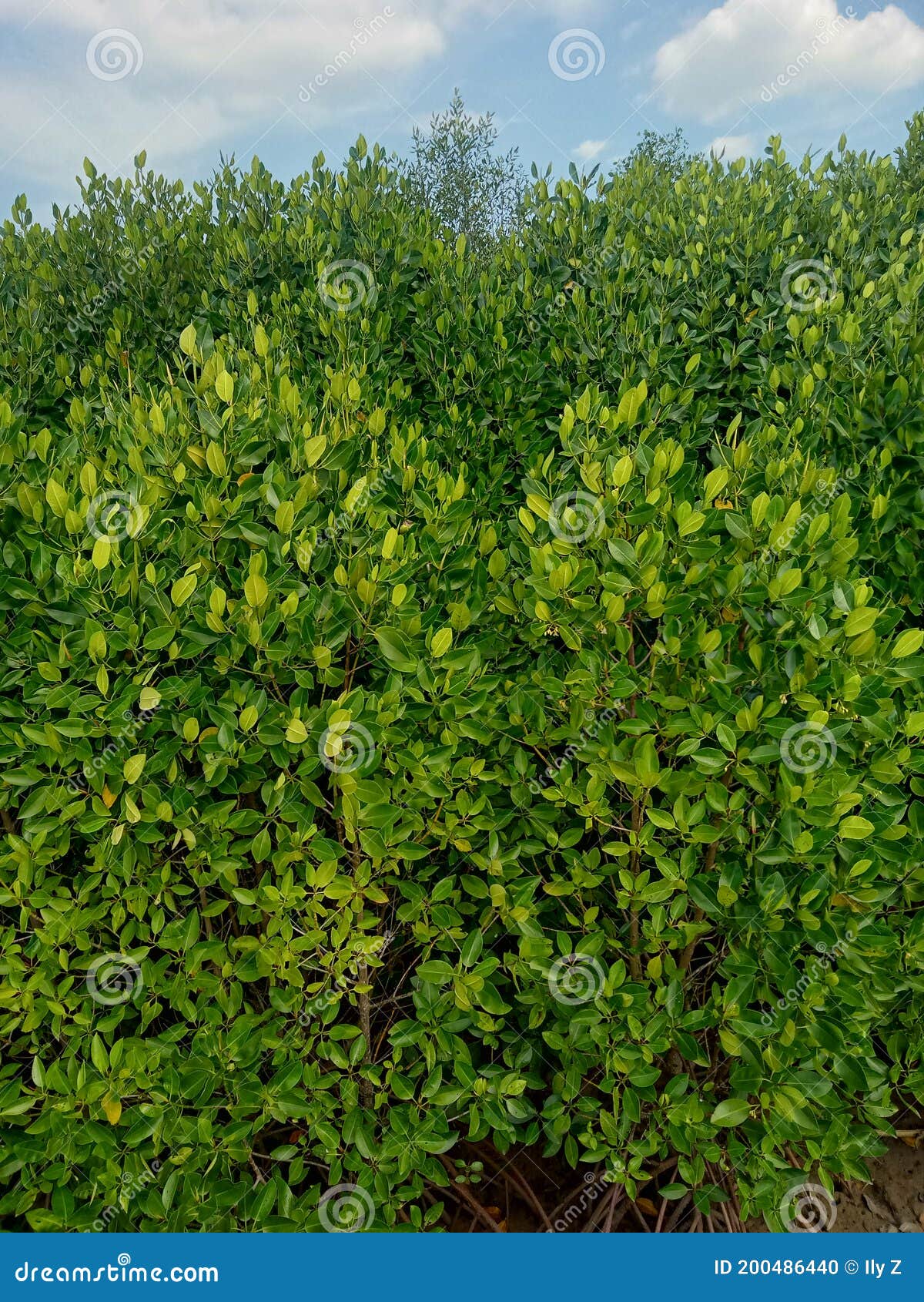 Mangrove tree stock photo. Image of trees, beach, leaves - 200486440