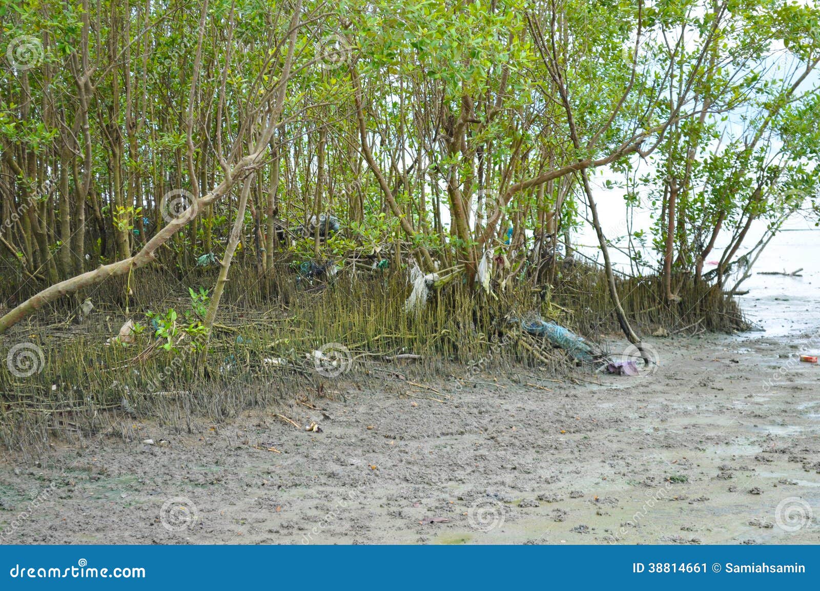 Mangrove Tree at the Muddy Seaside Stock Image - Image of natural ...