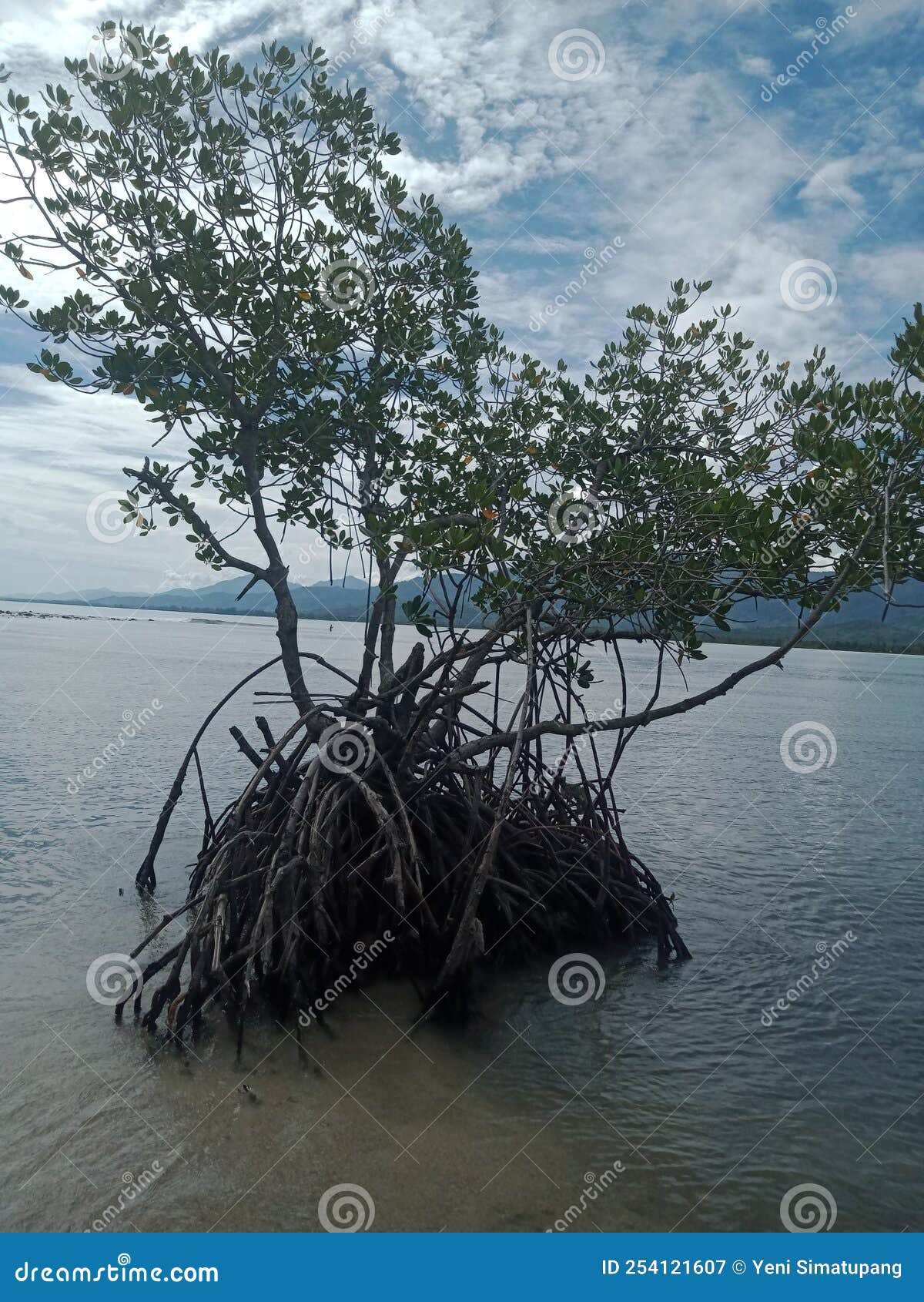 Mangrove Tree in Pane Island, North Sumatra, Indonesia Stock Image ...