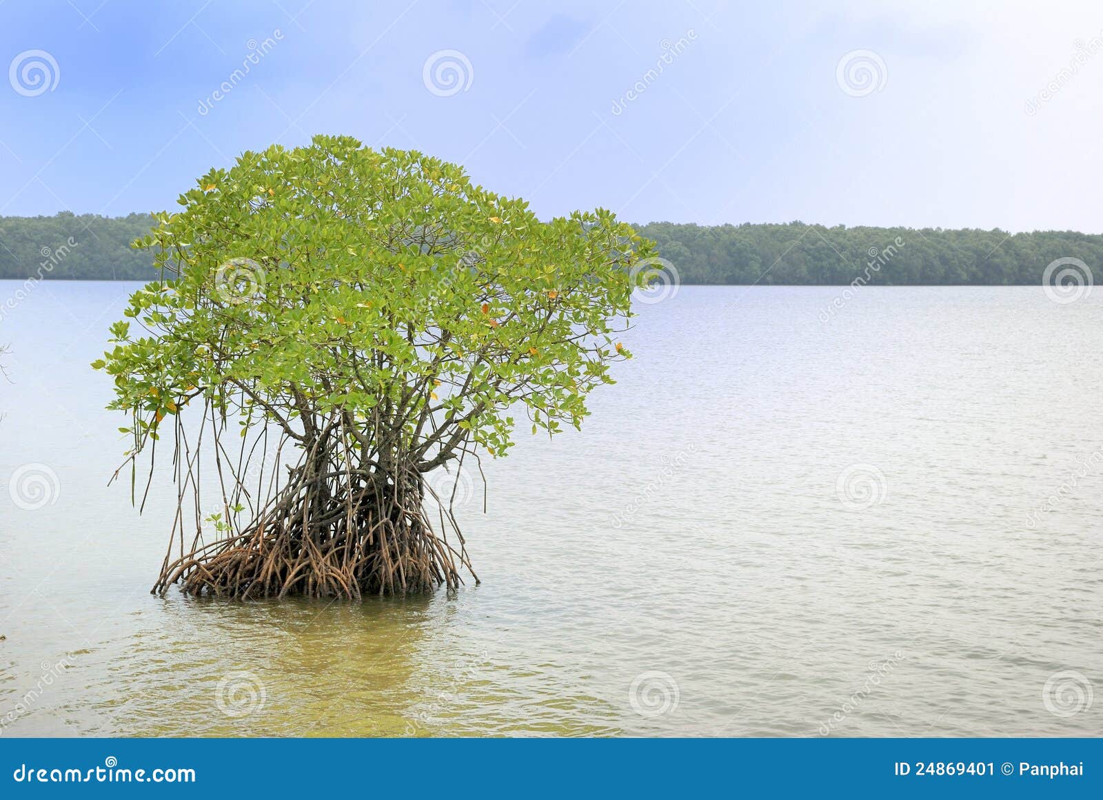 Mangrove Tree, Rhizophora Mucronata Stock Image - Image of root ...