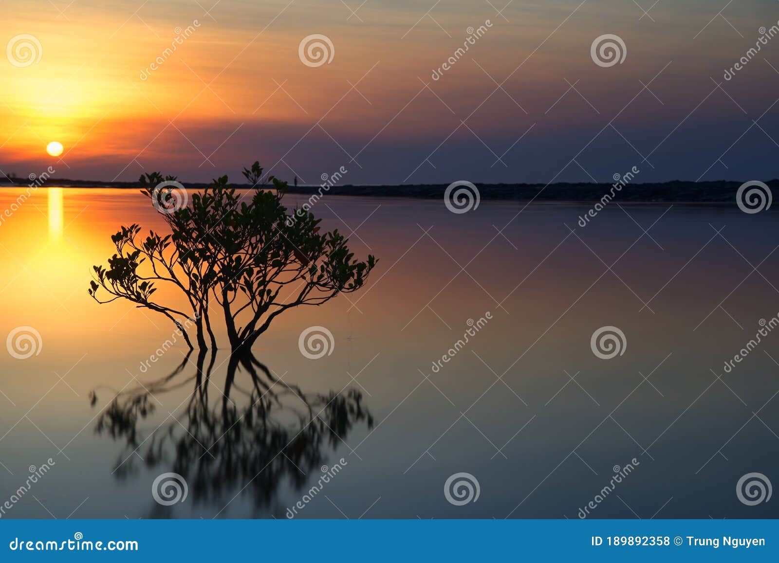 Mangrove Tree in the River at Sunset Stock Photo - Image of estuary ...