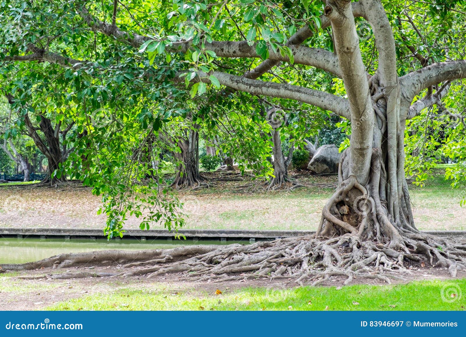 Mangrove Tree Root in Forest Shady Stock Image - Image of summer ...