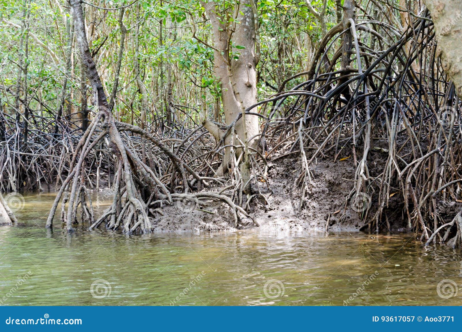Mangrove tree root stock image. Image of landscape, tropical - 93617057