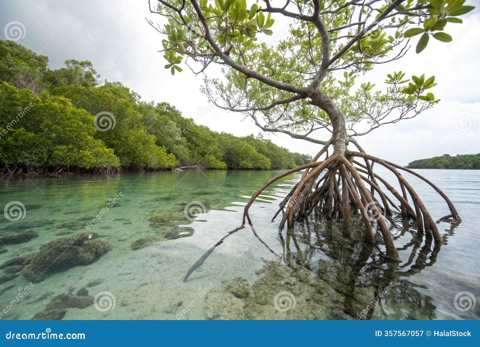 Mangrove Tree Root in Water Stock Illustration - Illustration of trees ...