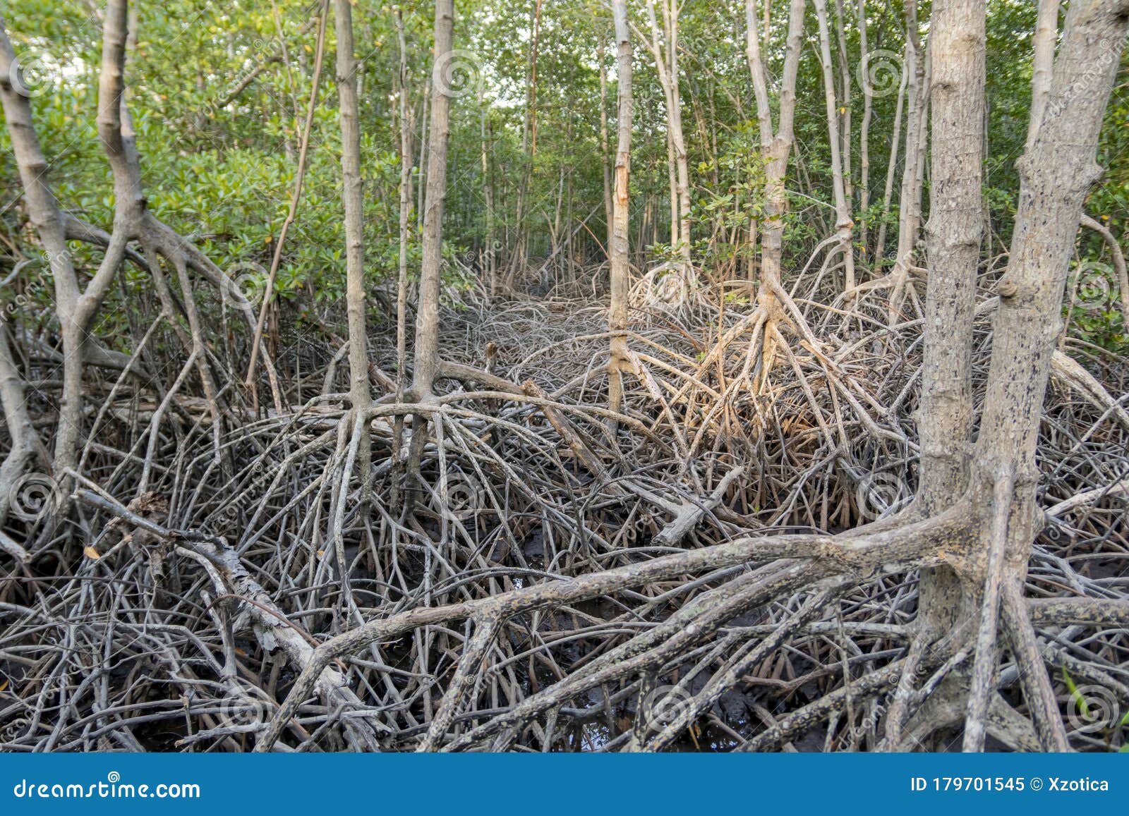 The Mangrove Tree Roots Entangled Stock Image - Image of island, asia ...