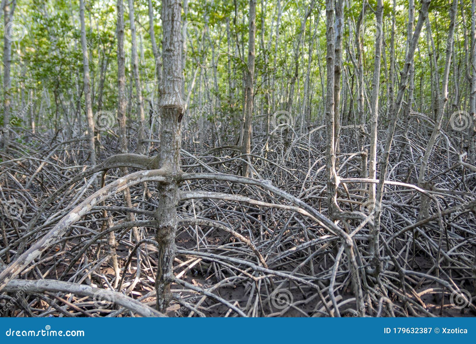 The Mangrove Tree Roots Entangled Stock Image - Image of rainforest ...