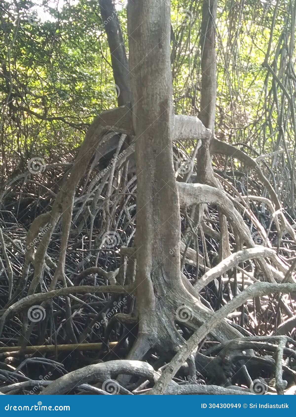 Mangrove Tree Roots that Grow Large on the Beach Stock Image - Image of ...