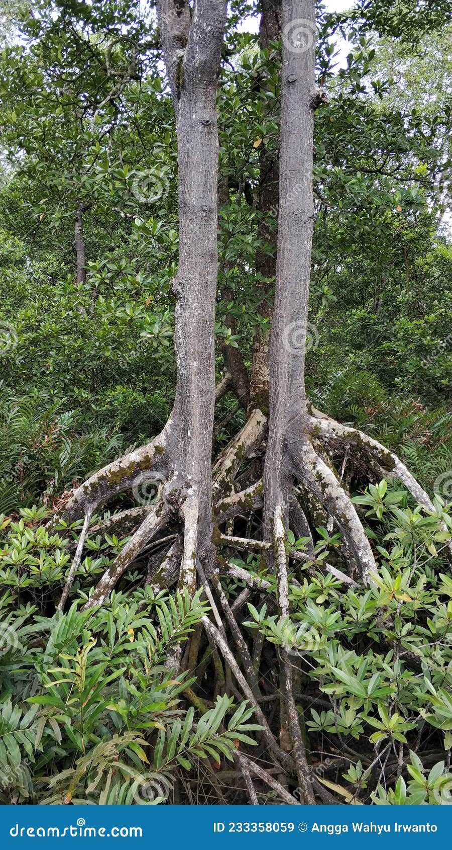 Mangrove Tree Roots after the Rain Stock Image - Image of woodland ...