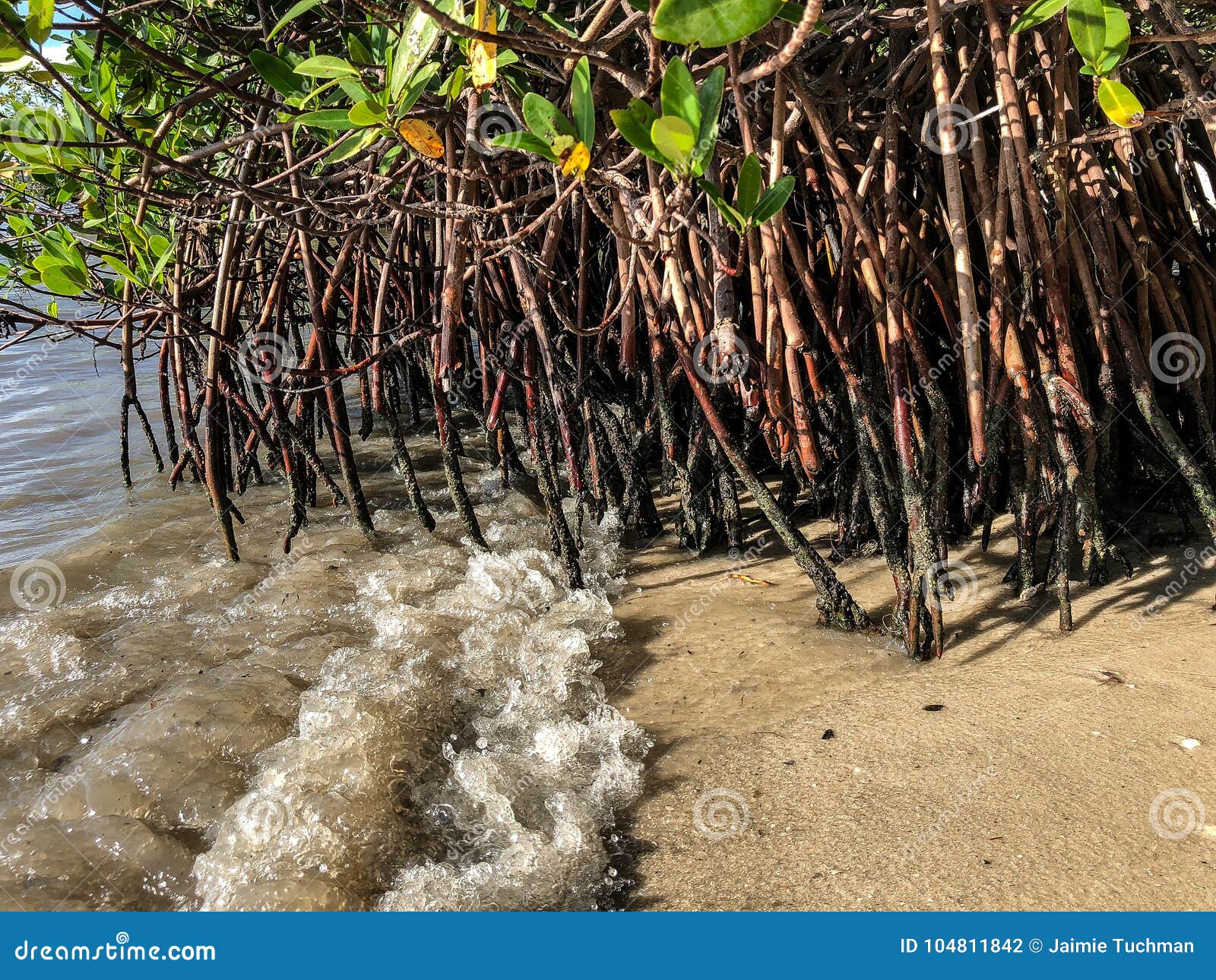 Roots of a Mangrove Tree on the Shore Stock Photo - Image of sand ...