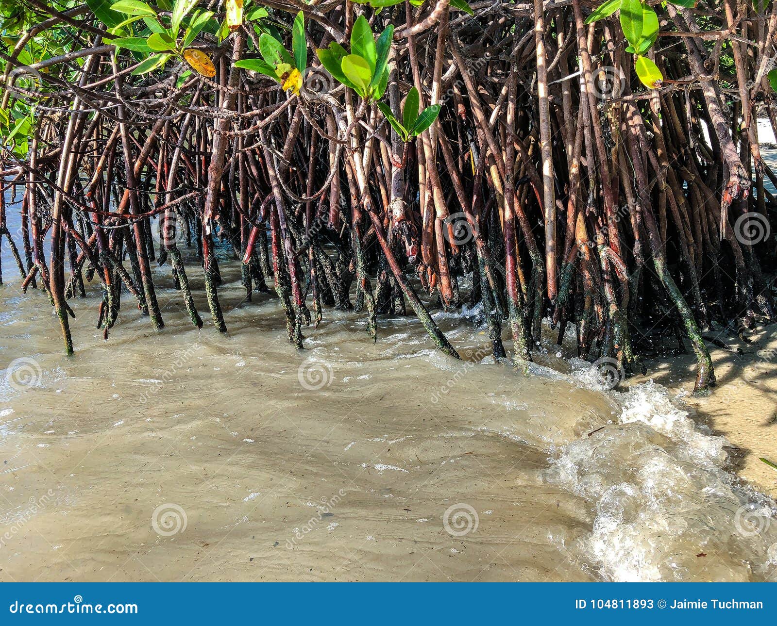 Roots of a Mangrove Tree on the Shore Stock Image - Image of mozambique ...