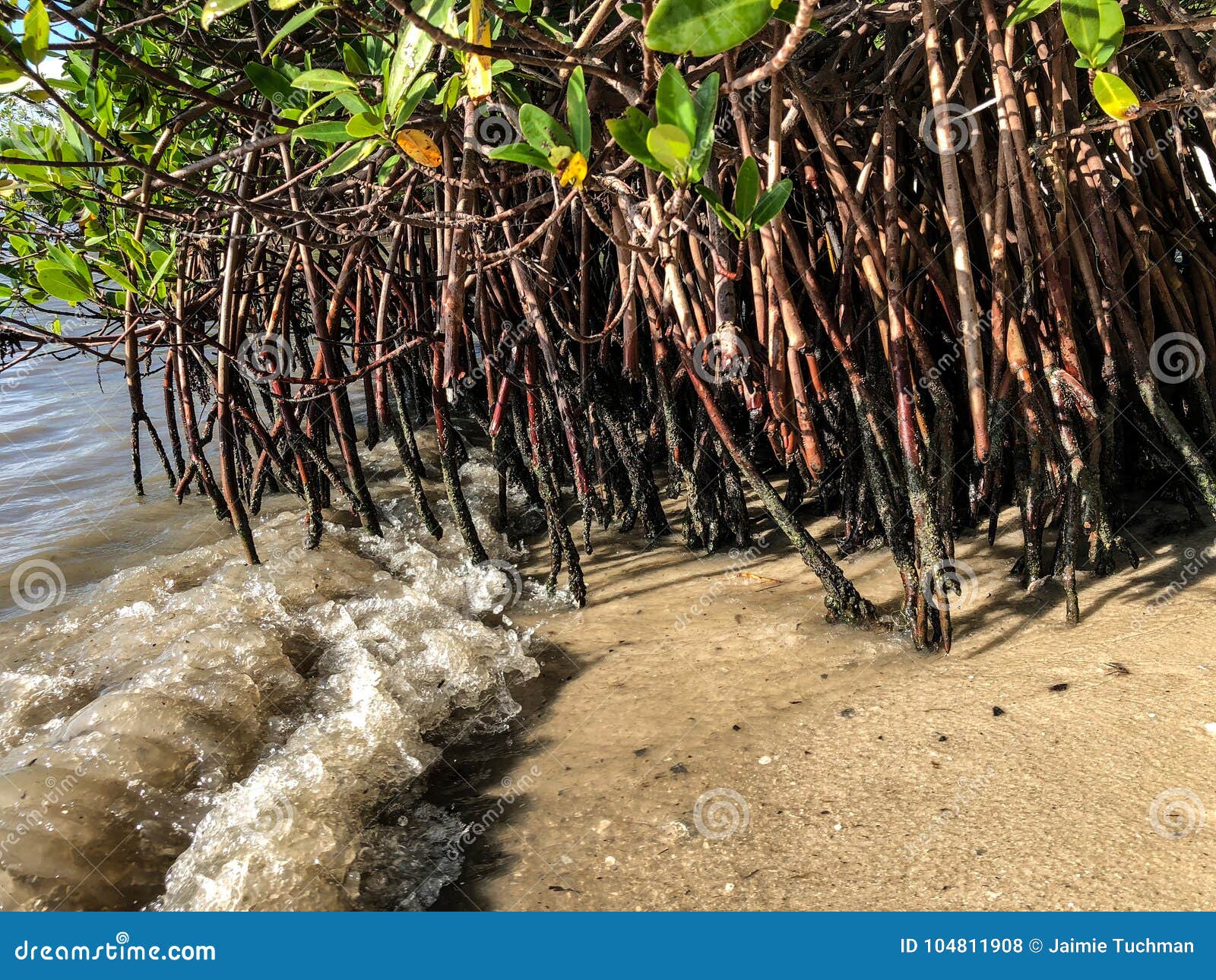 Roots of a Mangrove Tree on the Shore Stock Photo - Image of habitat ...