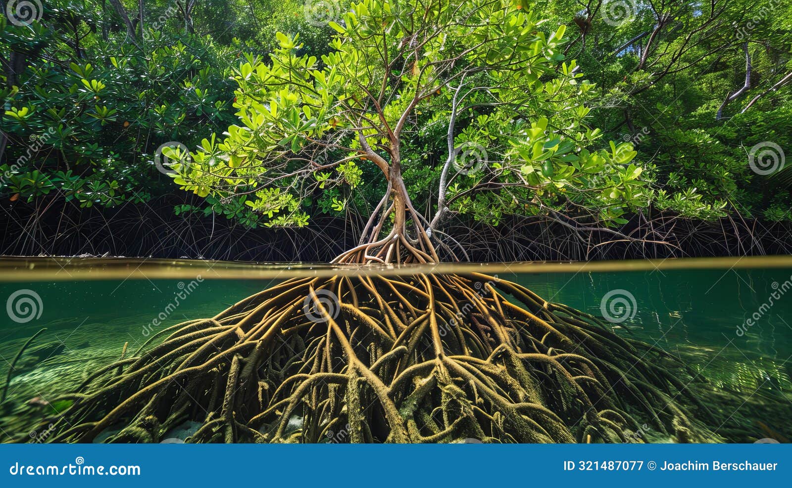 Mangrove Tree S Unique Root System and Adaptive Abilities for Optimal ...