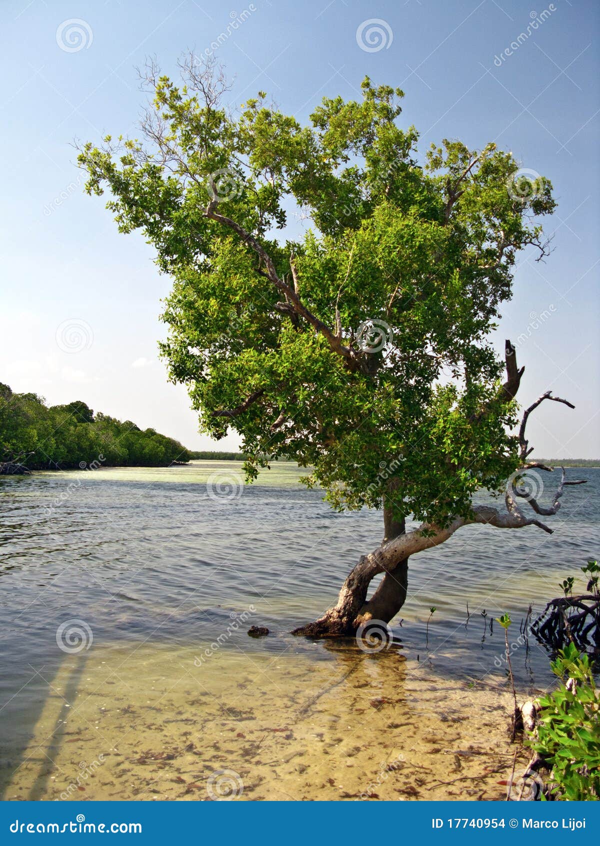 Mangrove tree in the sea stock photo. Image of watamu - 17740954