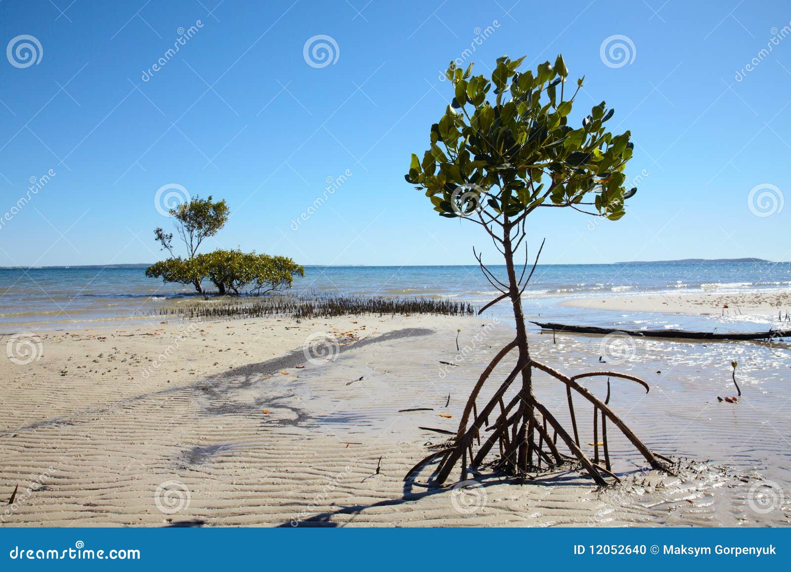Mangrove tree at sea coast stock photo. Image of queensland - 12052640