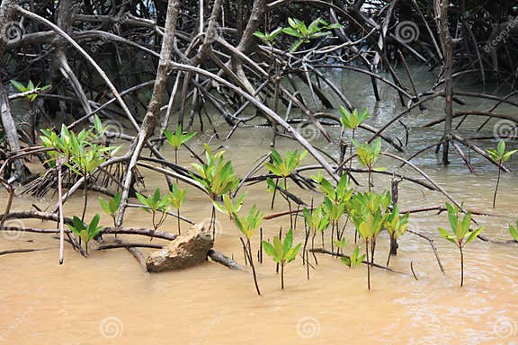 Mangrove tree sprouts stock photo. Image of growth, green - 24853030