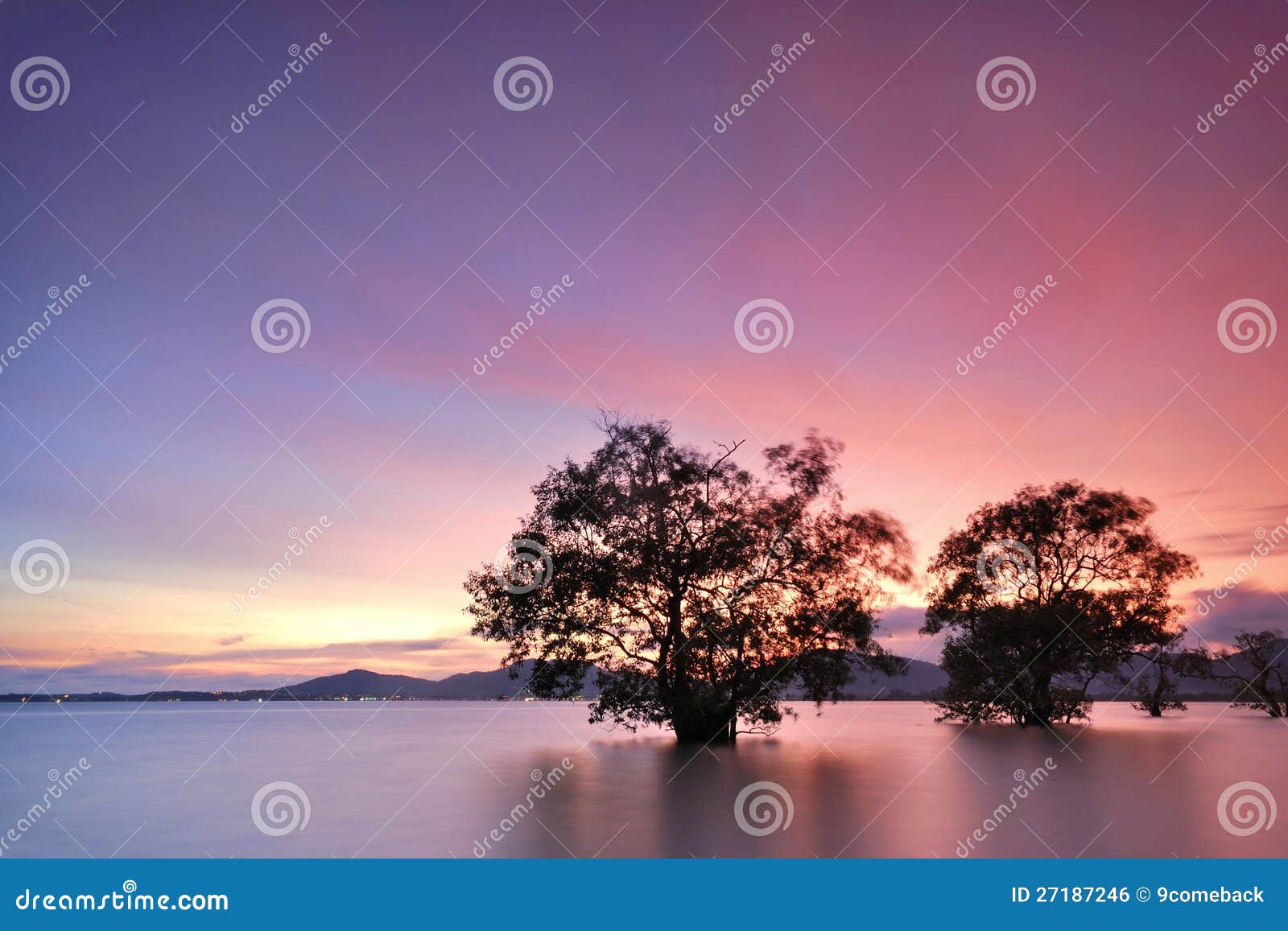 Mangrove tree sunset stock photo. Image of seascape, seaside - 27187246